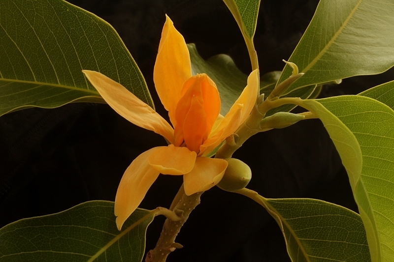 Champaca, le parfum de l'érotisme Inde Fleur orange Mes Indes Galantes