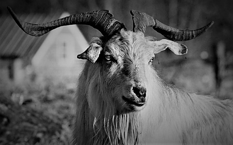 écharpe en cachemire Népal laine artisanat MES INDES GALANTES